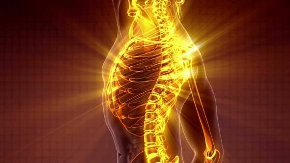 Human Body with Visible Skeletal Bones, Motion Graphics | VideoHive