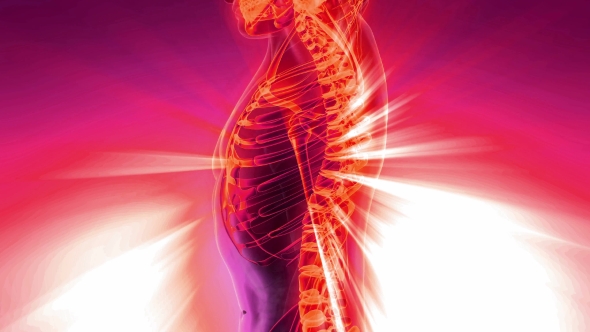 Human Body with Visible Skeletal Bones, Motion Graphics | VideoHive