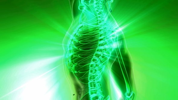 Human Body with Visible Skeletal Bones, Motion Graphics | VideoHive