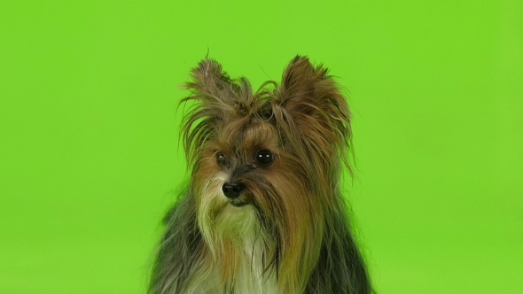 Dog Shows the Language. Green Screen., Stock Footage | VideoHive