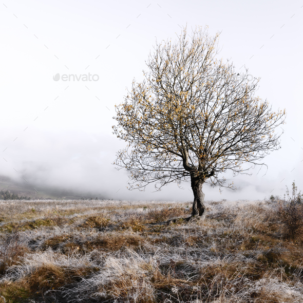 Alone autumn tree Stock Photo by ivankmit | PhotoDune