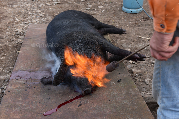 Slaughter burn the pig hair off with a gas burner before butchering ...
