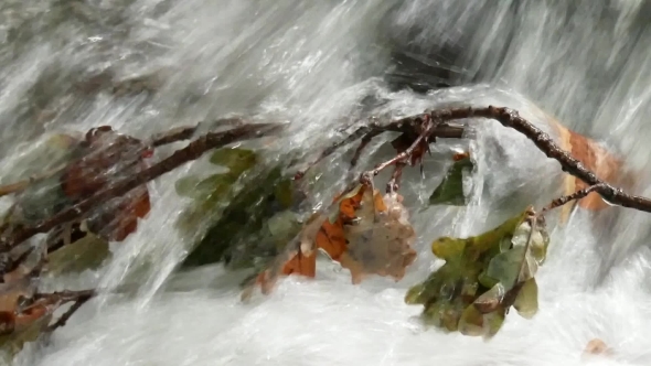 Stream in Forest with Oak Tree Branch in Water, Stock Footage | VideoHive