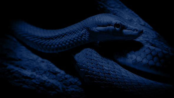 Tree Snake In Jungle At Night, Stock Footage | VideoHive