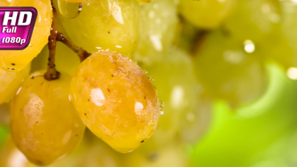 Juicy Amber Vineyards, Stock Footage | VideoHive