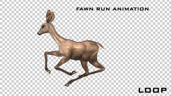 Fawn Run Animation, Motion Graphics | VideoHive