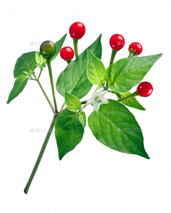 Chile Tepin Chiltepin pepper plant, paths Stock Photo by maxsol7 ...