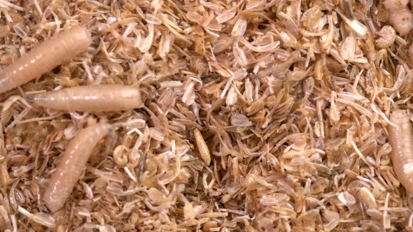 Worms, Maggots, Larvae, Stock Footage | VideoHive