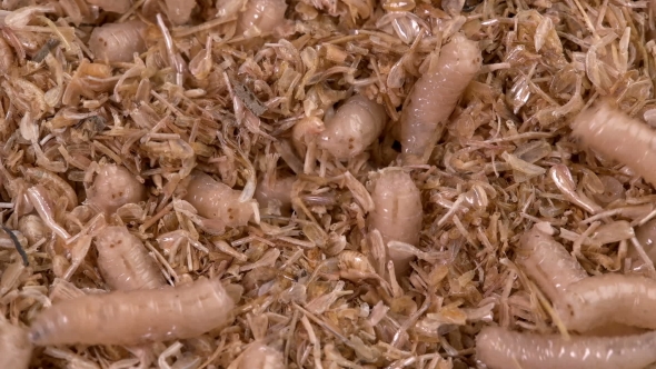 Worms, Maggots, of Larvae, Stock Footage | VideoHive