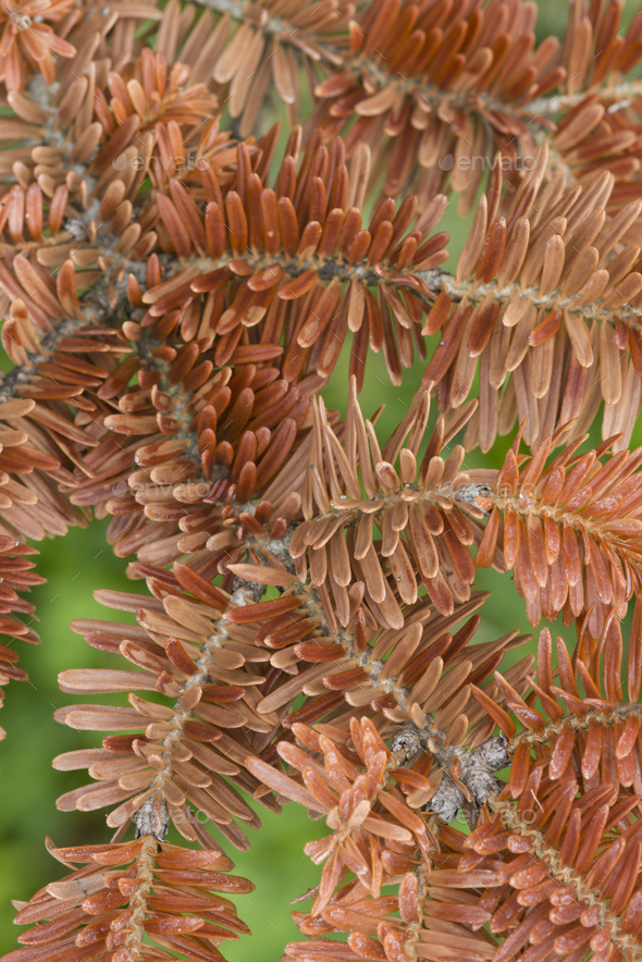 Red Norway spruce tree detail Stock Photo by alessandrozocc | PhotoDune