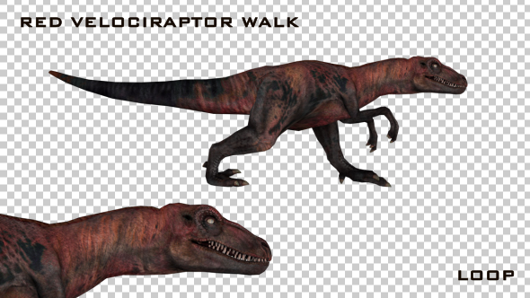 Dinosaur - Red Velociraptor Walk Animation, Motion Graphics | VideoHive
