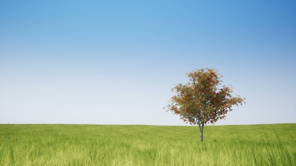 Single Tree and Green Field on Clear Sky, Motion Graphics | VideoHive