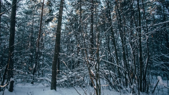 Winter Snow Forest with Red Sunny Lights in the Trees, Stock Footage
