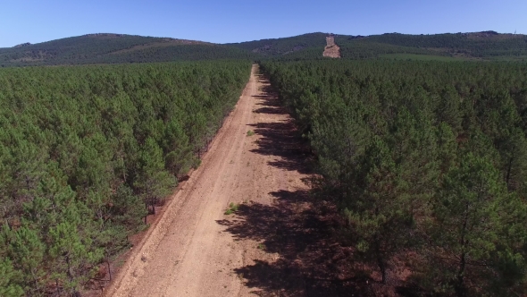 Fliying Over Firebreak with Pine Tree Forest, Stock Footage | VideoHive