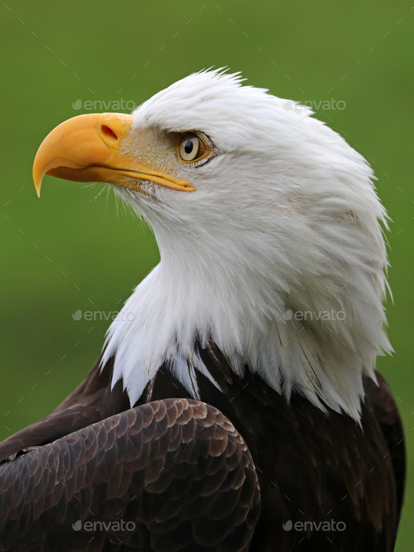 Bald Eagle Stock Photo by Edwin-Butter | PhotoDune