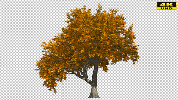 Autumn Tree, Motion Graphics | VideoHive