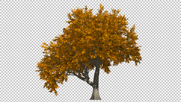 Autumn Tree, Motion Graphics | VideoHive