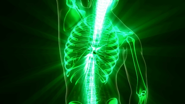 Human Body with Visible Skeletal Bones, Motion Graphics | VideoHive