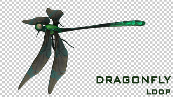 Dragonfly, Motion Graphics | VideoHive