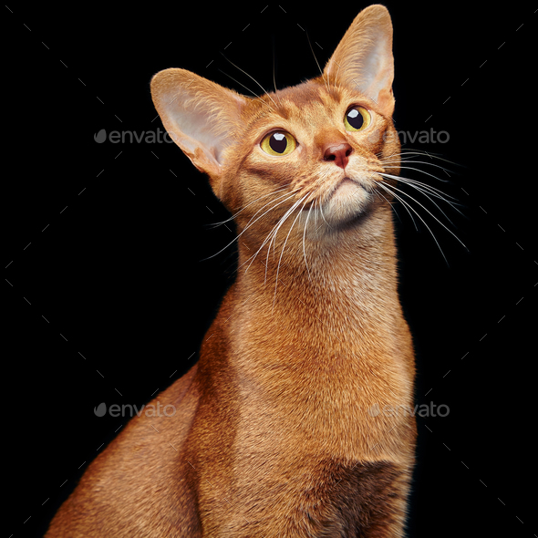 Portrait of beautiful young abyssinian cat Stock Photo by heckmannoleg