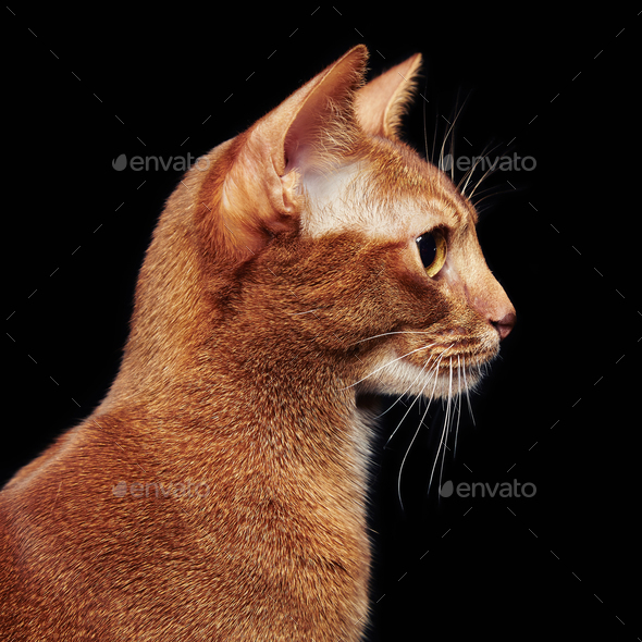 Portrait of beautiful young abyssinian cat Stock Photo by heckmannoleg