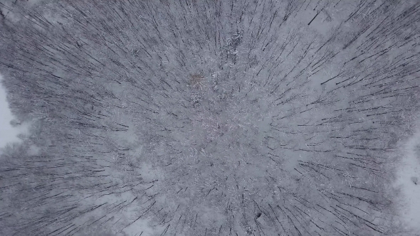 From Above View of Snowy Trees, Stock Footage | VideoHive