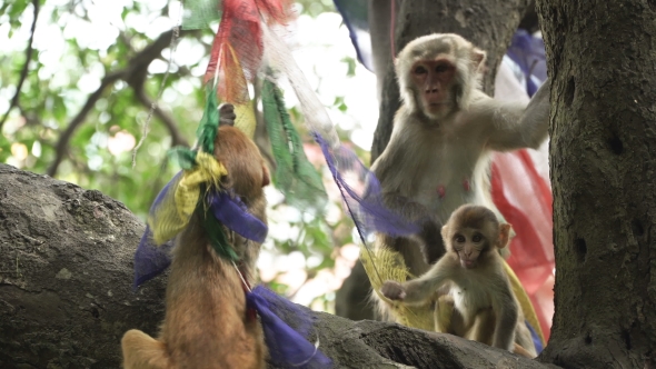 Family of Monkeys on a Tree, Stock Footage | VideoHive