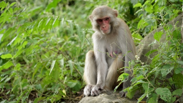 Female Macaques in the Jungles of Asia, Stock Footage | VideoHive