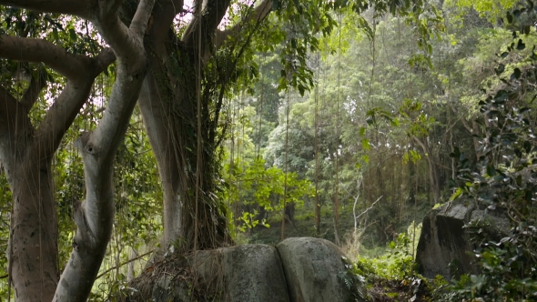 a Huge Tree with Vines in a Tropical Jungle, Stock Footage | VideoHive