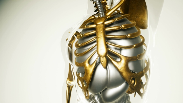 Human Lungs Model with All Organs and Bones, Motion Graphics | VideoHive
