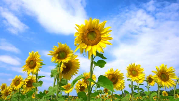 Sunflowers dance, Stock Footage | VideoHive