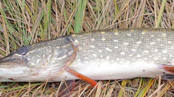 European Pike on the Autumn Grass, Stock Footage | VideoHive