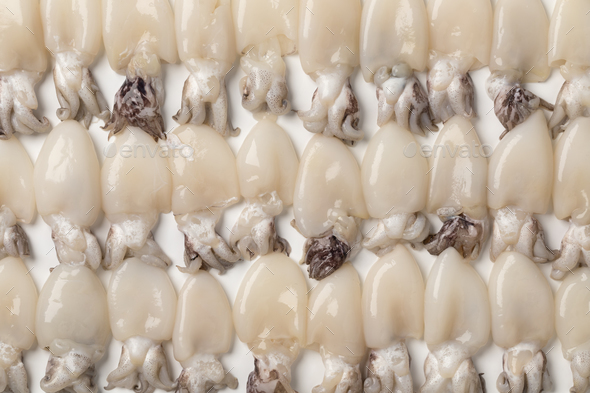 Fresh baby squid Stock Photo by picturepartners | PhotoDune
