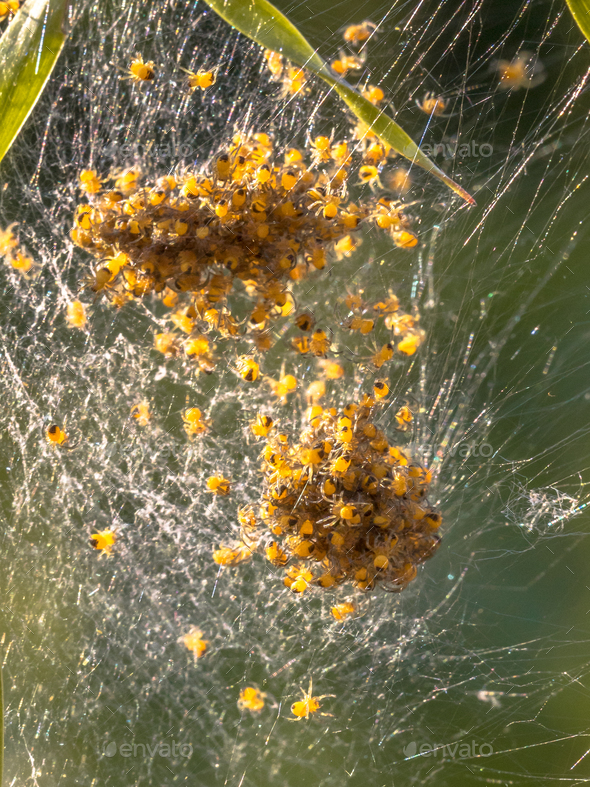 Spider nest Stock Photo by CreativeNature_nl | PhotoDune