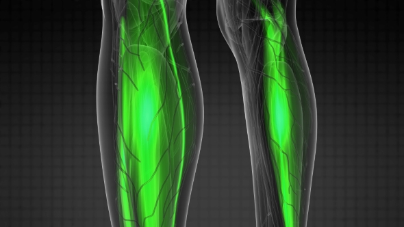 Human Muscle Anatomy, Motion Graphics | VideoHive