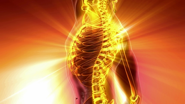 Human Body with Visible Skeletal Bones, Motion Graphics | VideoHive