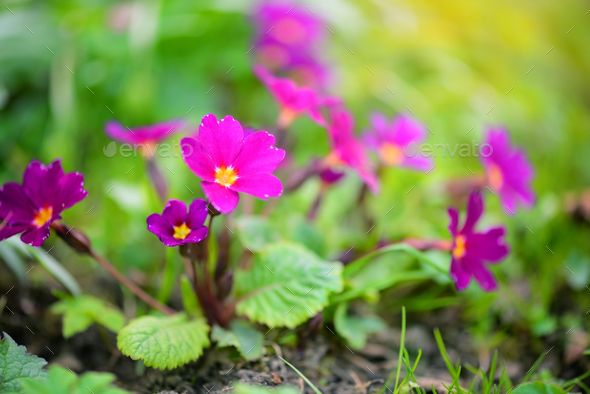 Spring flowers of Primula juliae (Julias Primrose) or purple pri Stock ...