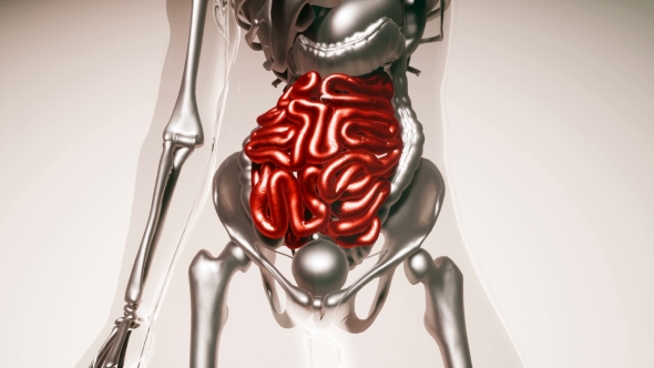 Human Intestine Model with All Organs and Bones, Motion Graphics ...