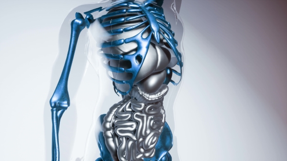 Human Skeleton Bones Model with Organs, Motion Graphics | VideoHive