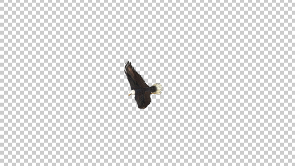 Eagle Flying Top View, Motion Graphics | VideoHive