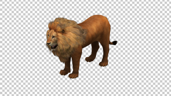 Lion Roar Top View, Motion Graphics | VideoHive