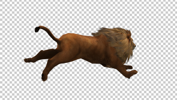 Lion Running, Motion Graphics | VideoHive