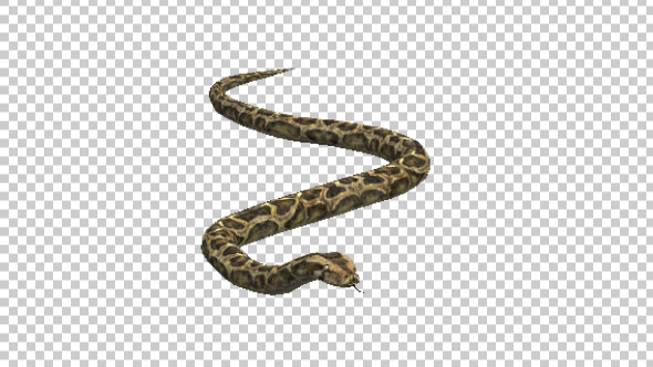 Snake Moving, Motion Graphics | VideoHive