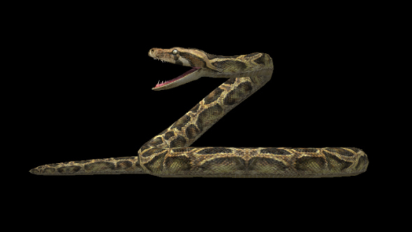 Snake Idle, Motion Graphics | VideoHive