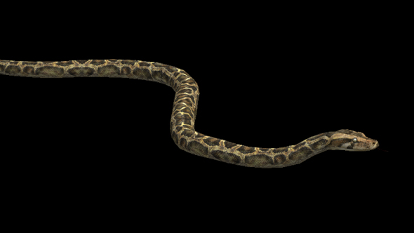 Snake, Motion Graphics | VideoHive