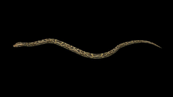 Snake Move , Motion Graphics | VideoHive