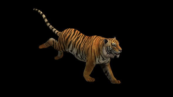 Tiger Run Top View, Motion Graphics | VideoHive