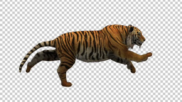 Tiger Running, Motion Graphics | VideoHive