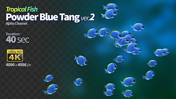 Powder Blue Tang 2, Motion Graphics | VideoHive
