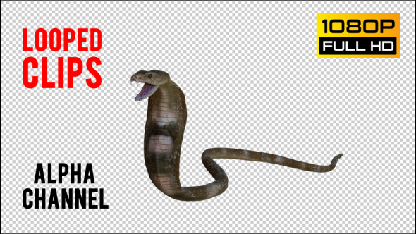 Cobra 2 Realistic Pack 4, Motion Graphics | VideoHive